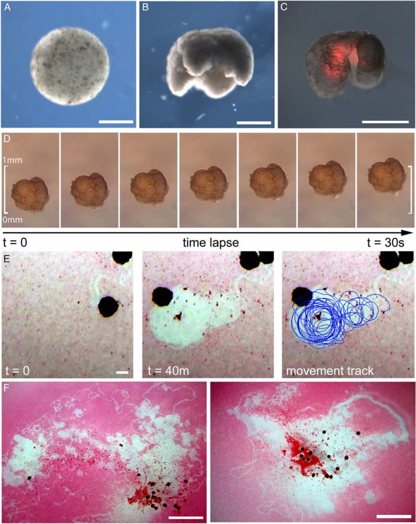 World’s First ‘Living Robot’ Created Using Frog Cells and Artificial ...